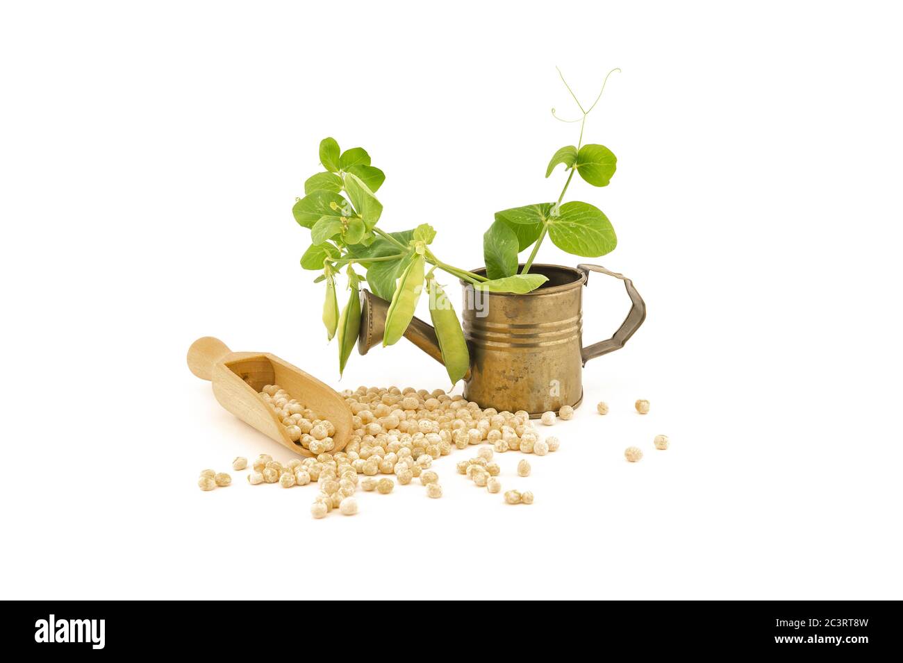 Chickpea food still life with fresh plant with pods in a small watering ...