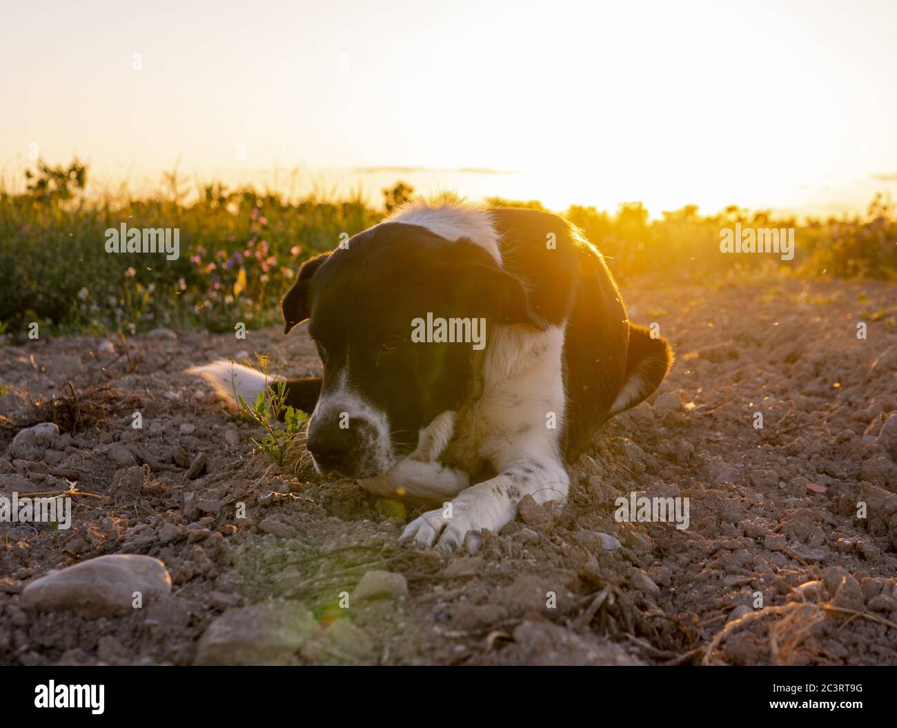 young farmer pistachio fields Stock Photo - Alamy