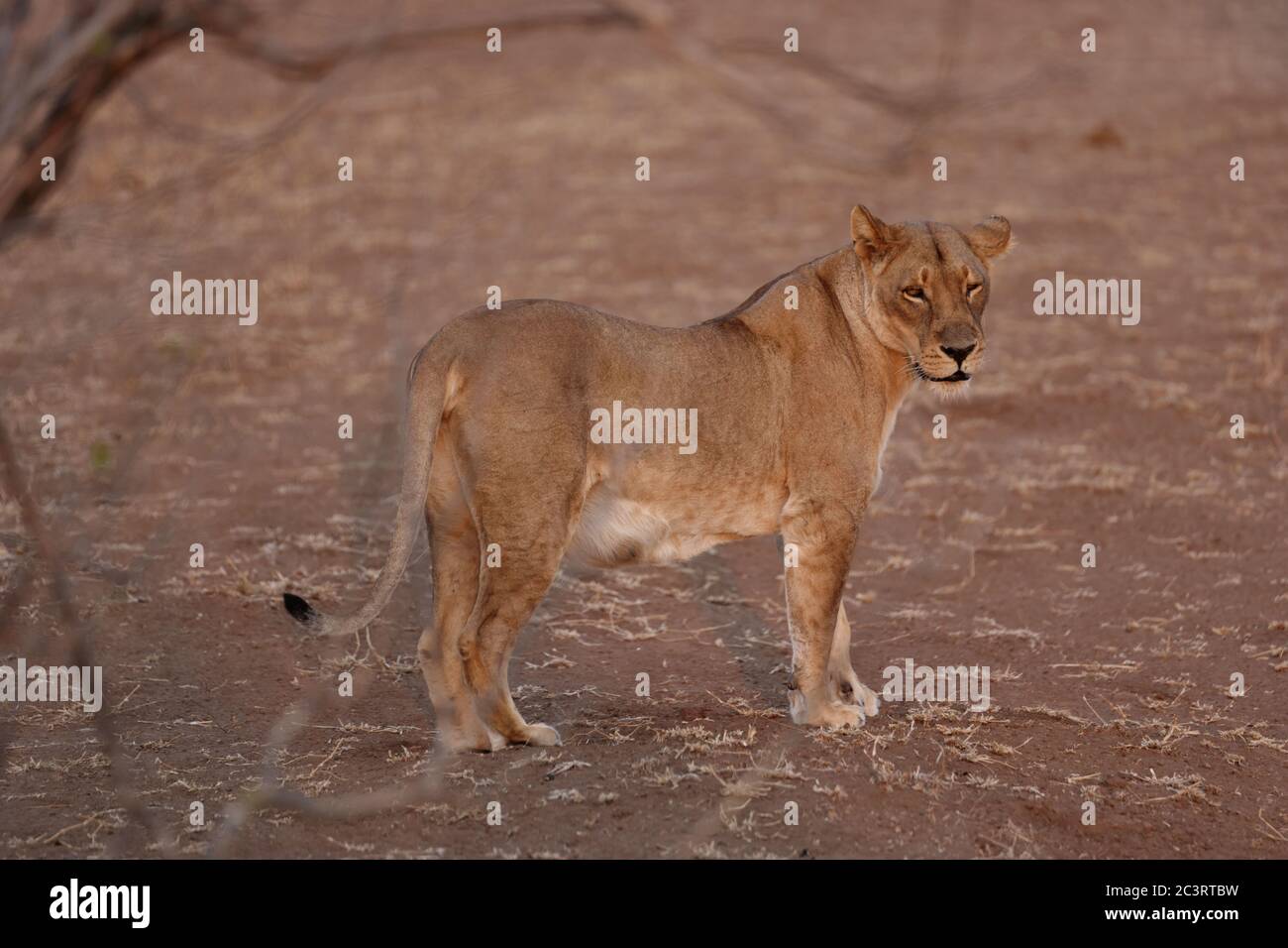 Female lion standing on the sandy ground and staring at the camera ...