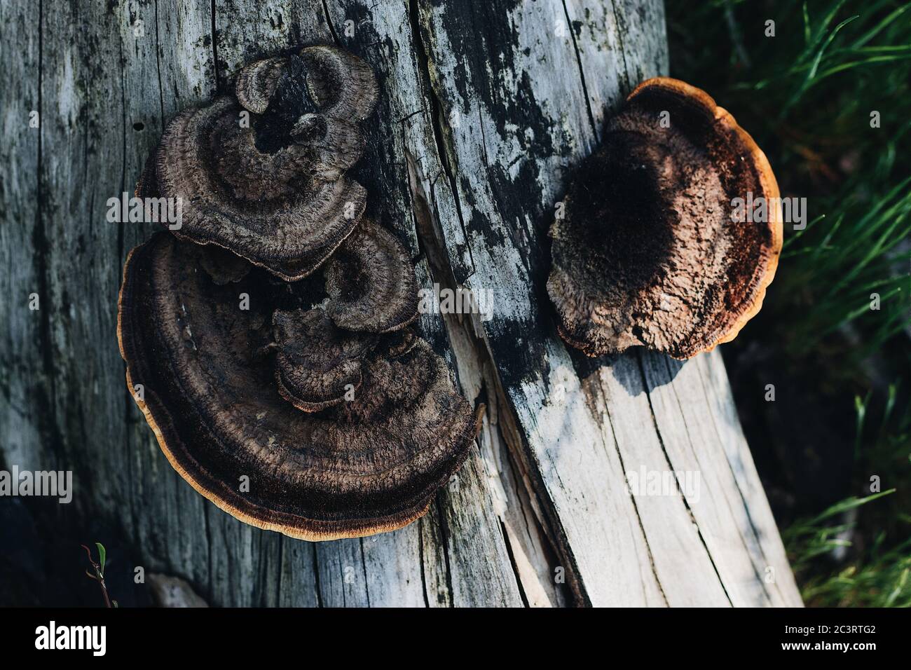 High angle shot of some exotic mushrooms grown on the trunk of a tree ...