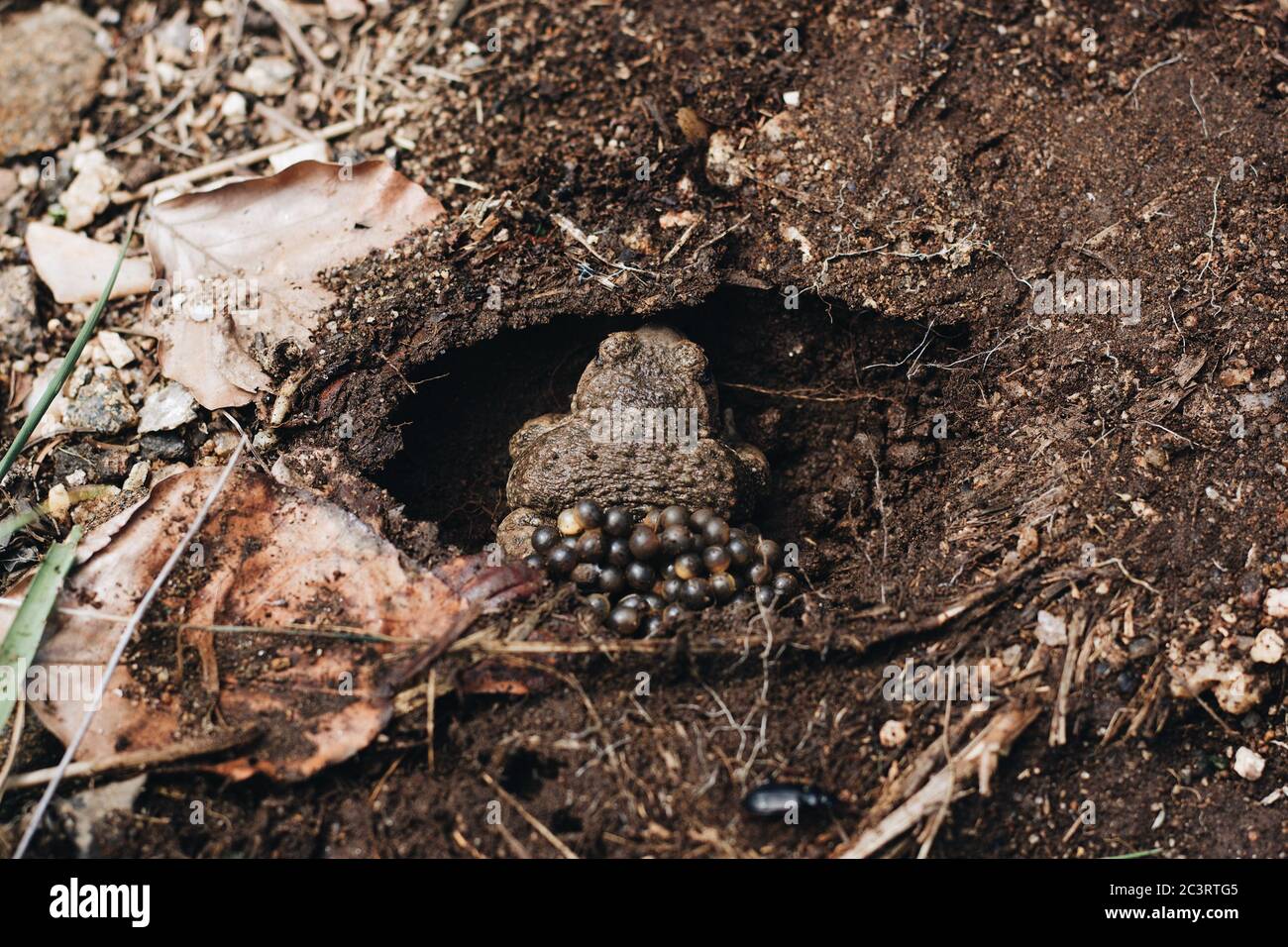 High angle shot of a brown frog laying eggs in a hole in the muddy ...