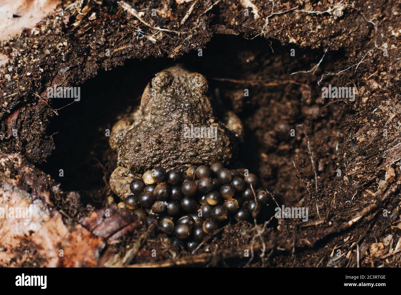 Toad Laying Eggs