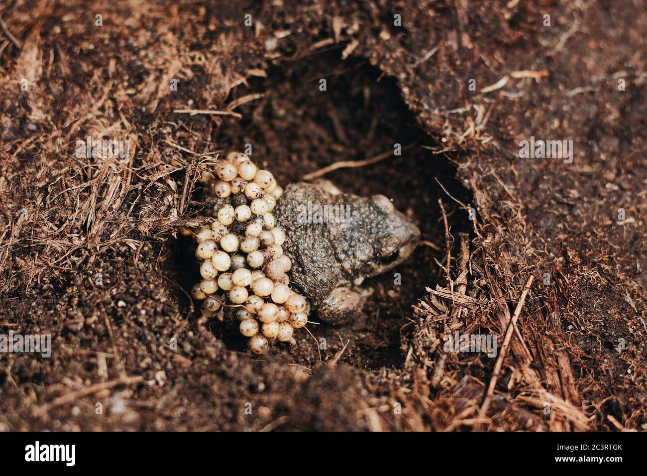 Toad Laying Eggs