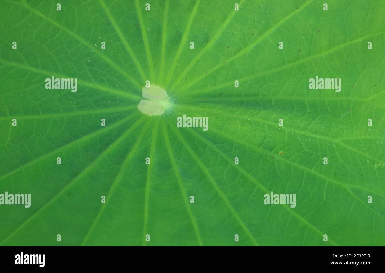 Beautiful pattern of a vibrant green lotus leaf surface Stock Photo - Alamy