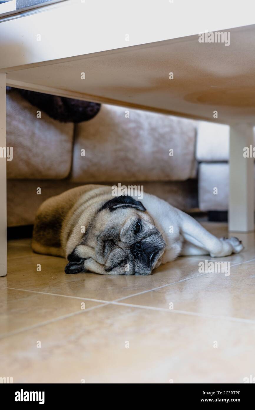 Cute beige pug lying on the floor under the table Stock Photo - Alamy