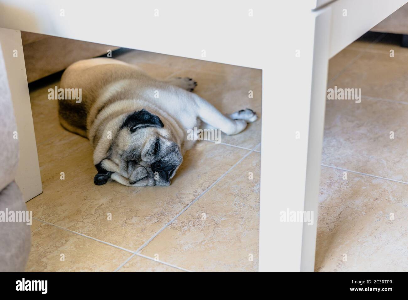 Cute beige pug lying on the floor under the table Stock Photo - Alamy