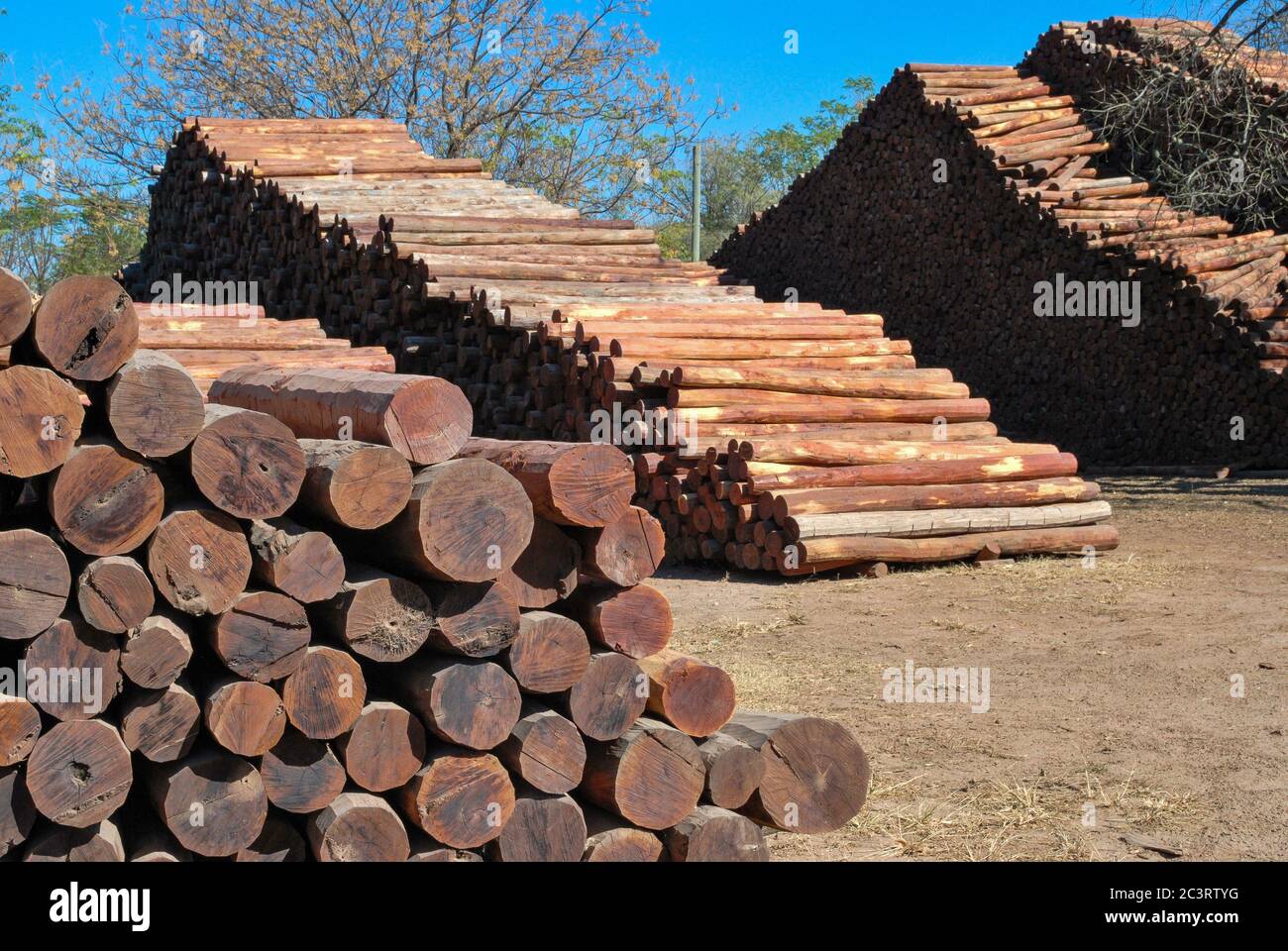 Beautiful shot of log storage yard for sawmill Stock Photo - Alamy