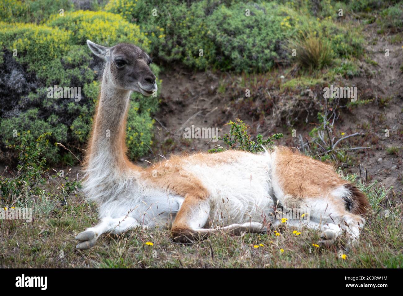 Guanaco foot hi-res stock photography and images - Alamy