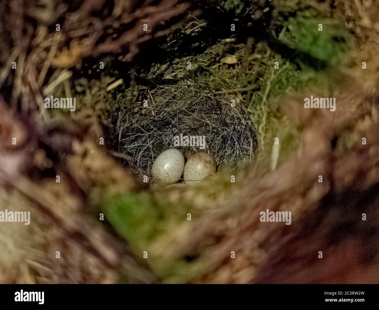 European robin egg hi-res stock photography and images - Alamy