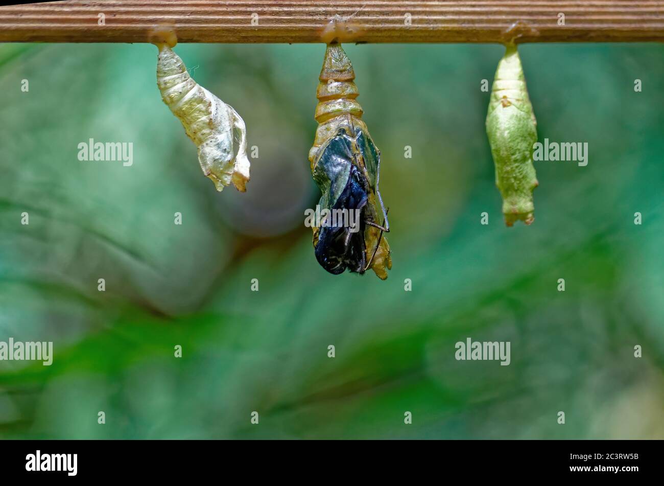 Queen butterfly caterpillar hi-res stock photography and images - Alamy