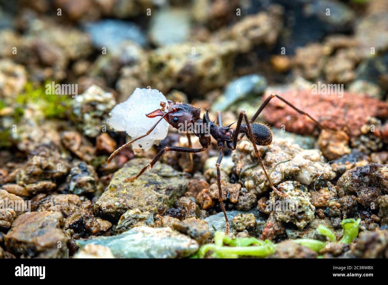 Macro photography of leaf cutter ant carrying a load Stock Photo - Alamy