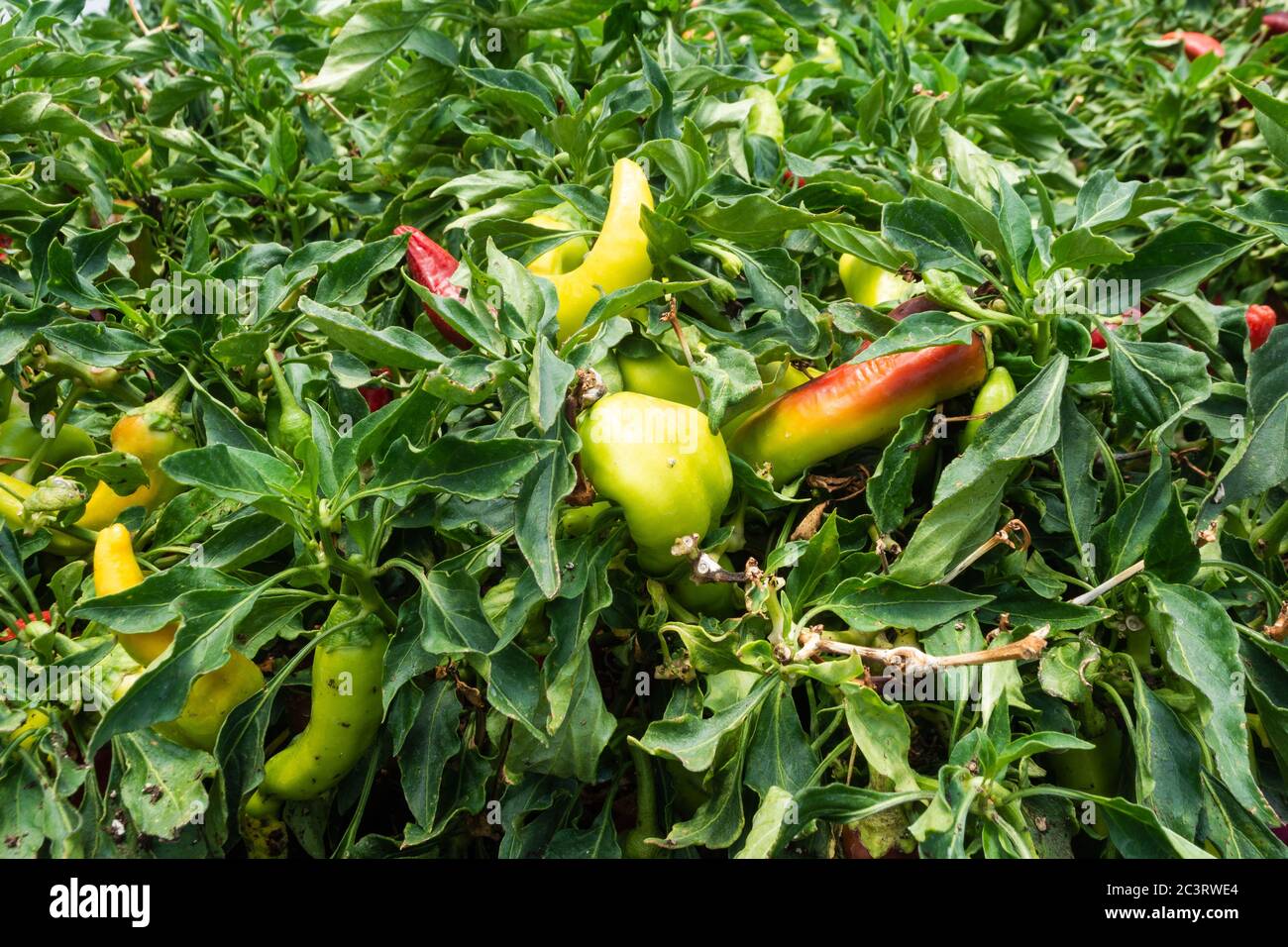 Picture of green pepper in the farm under the sunlight Stock Photo - Alamy