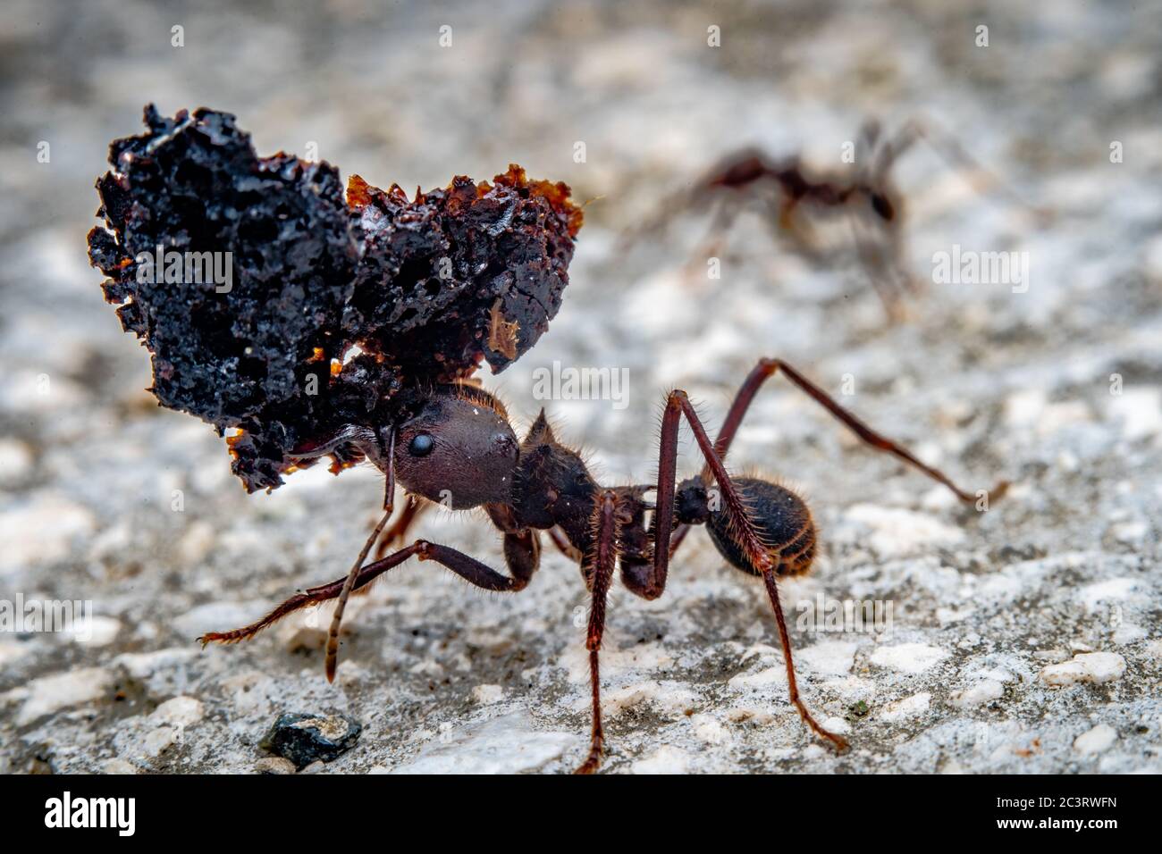 Macro photography of leaf cutter ant carrying a load Stock Photo - Alamy