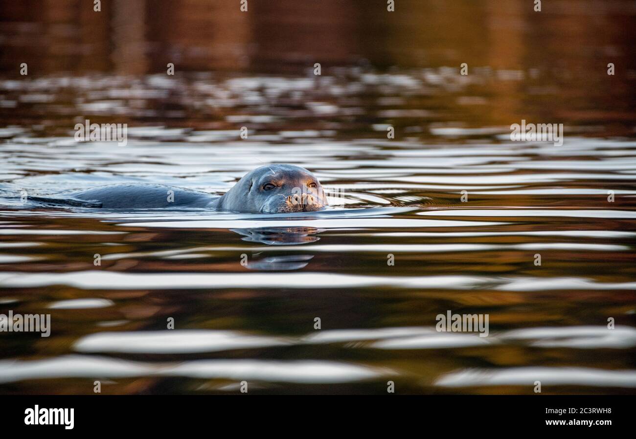 Swimming seal in the reflection of the sunset. The bearded seal, also ...