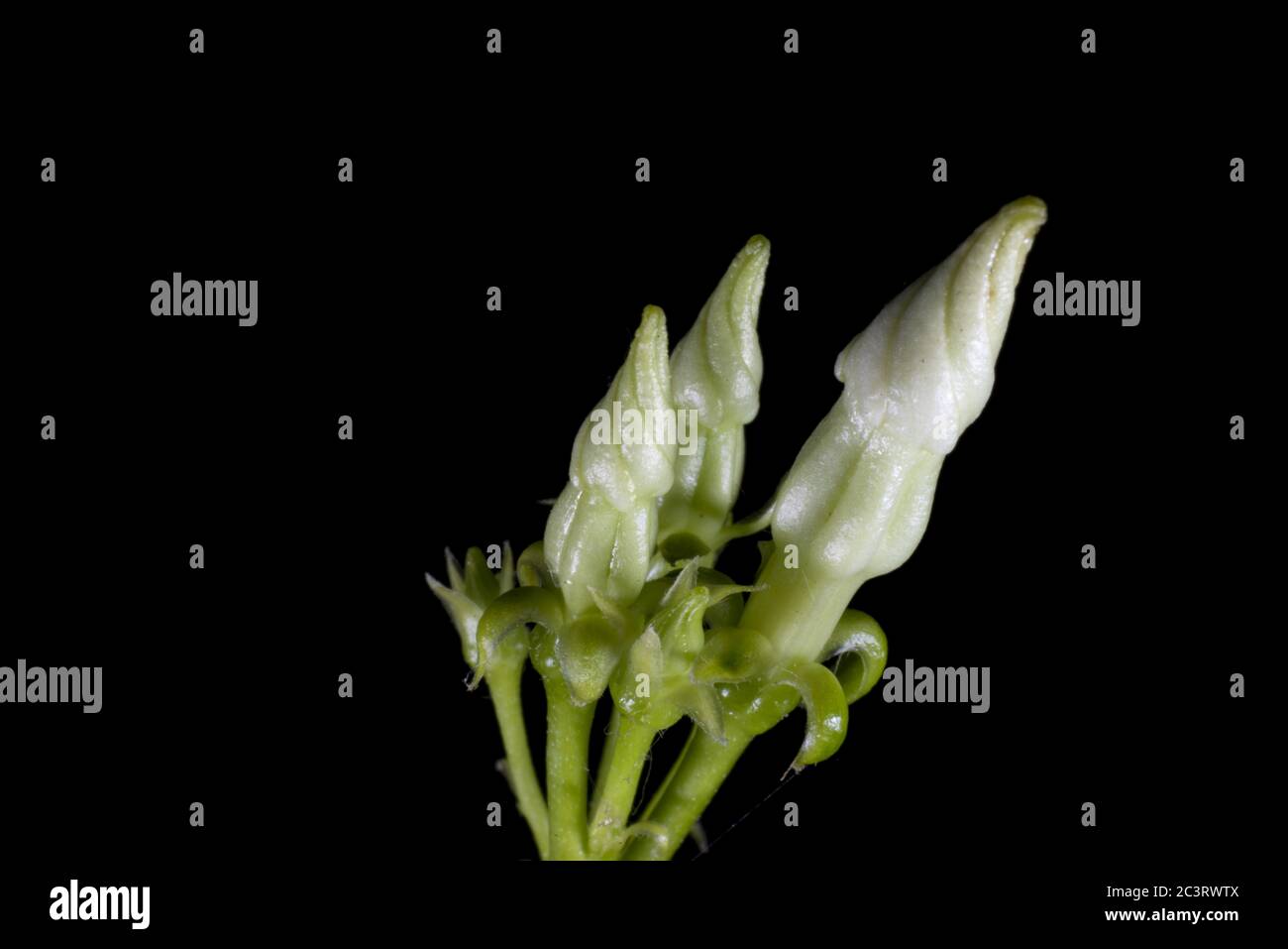 White flower buds isolated on a black background Stock Photo - Alamy