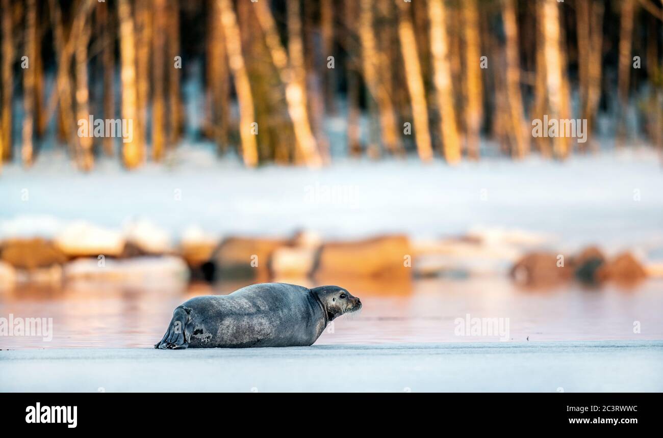 Swimming seal in the reflection of the sunset. The bearded seal, also ...