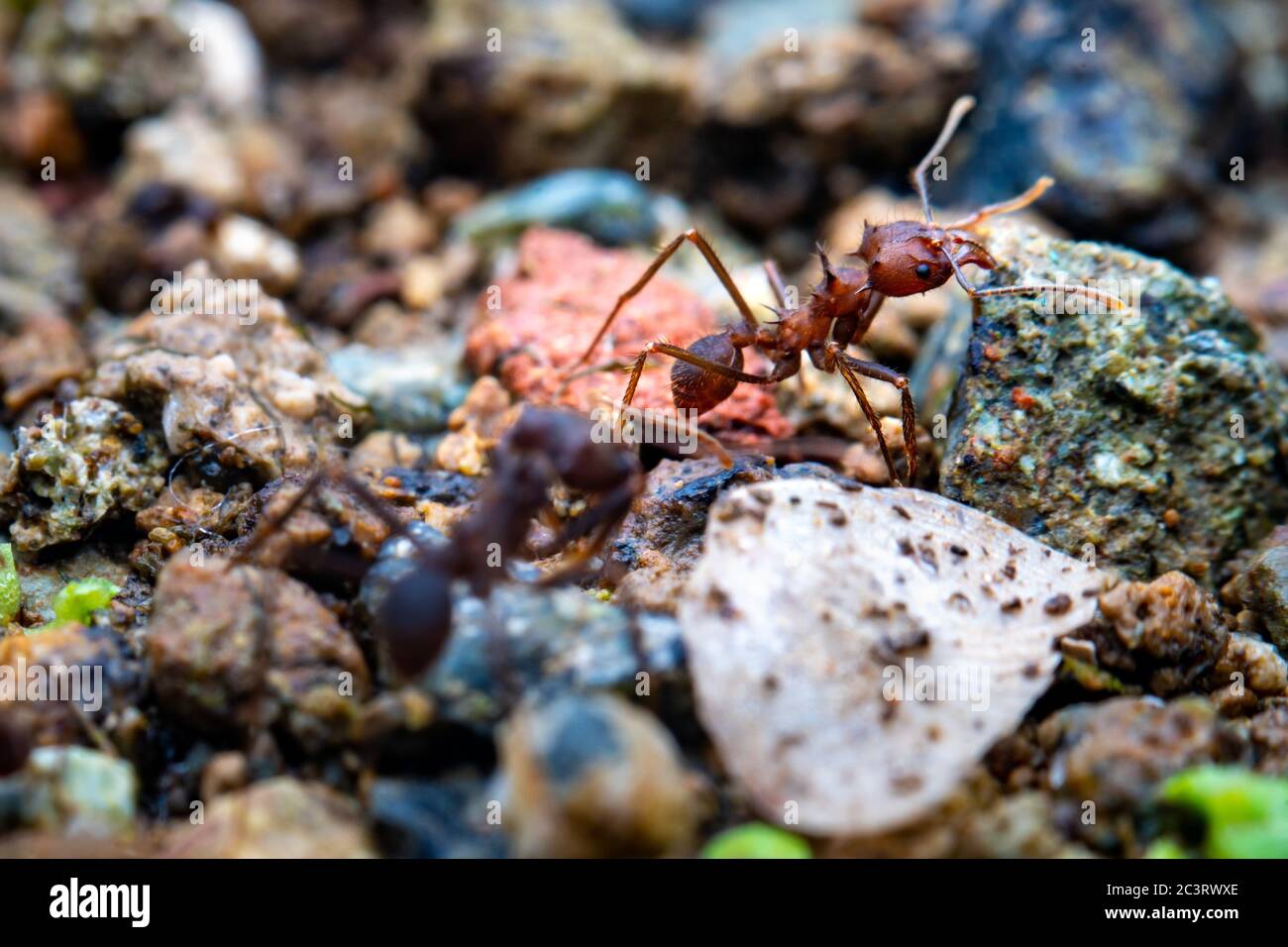 Macro photography of leaf cutter ant on stones Stock Photo - Alamy