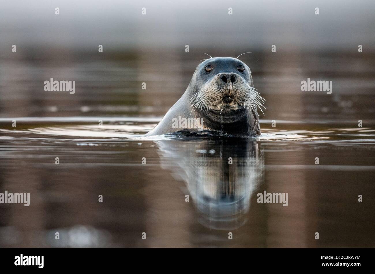 Swimming seal in the reflection of the sunset. The bearded seal, also ...