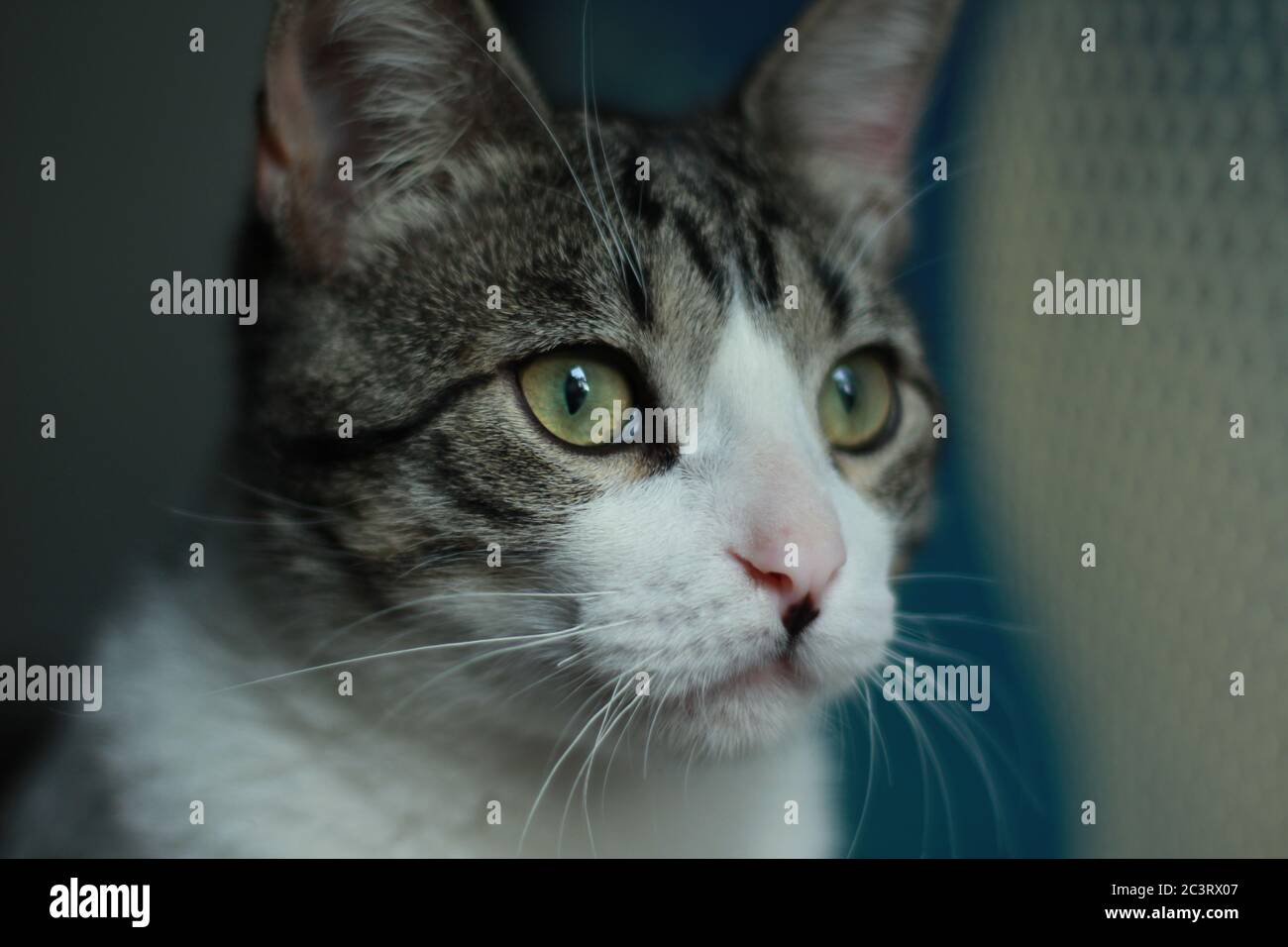 Portrait of a cute cat staring Stock Photo - Alamy