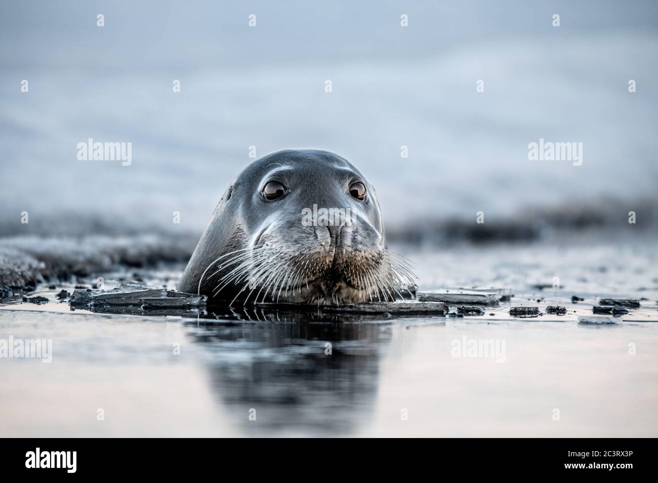 Swimming seal. reflection in the water surface. The bearded seal, also ...