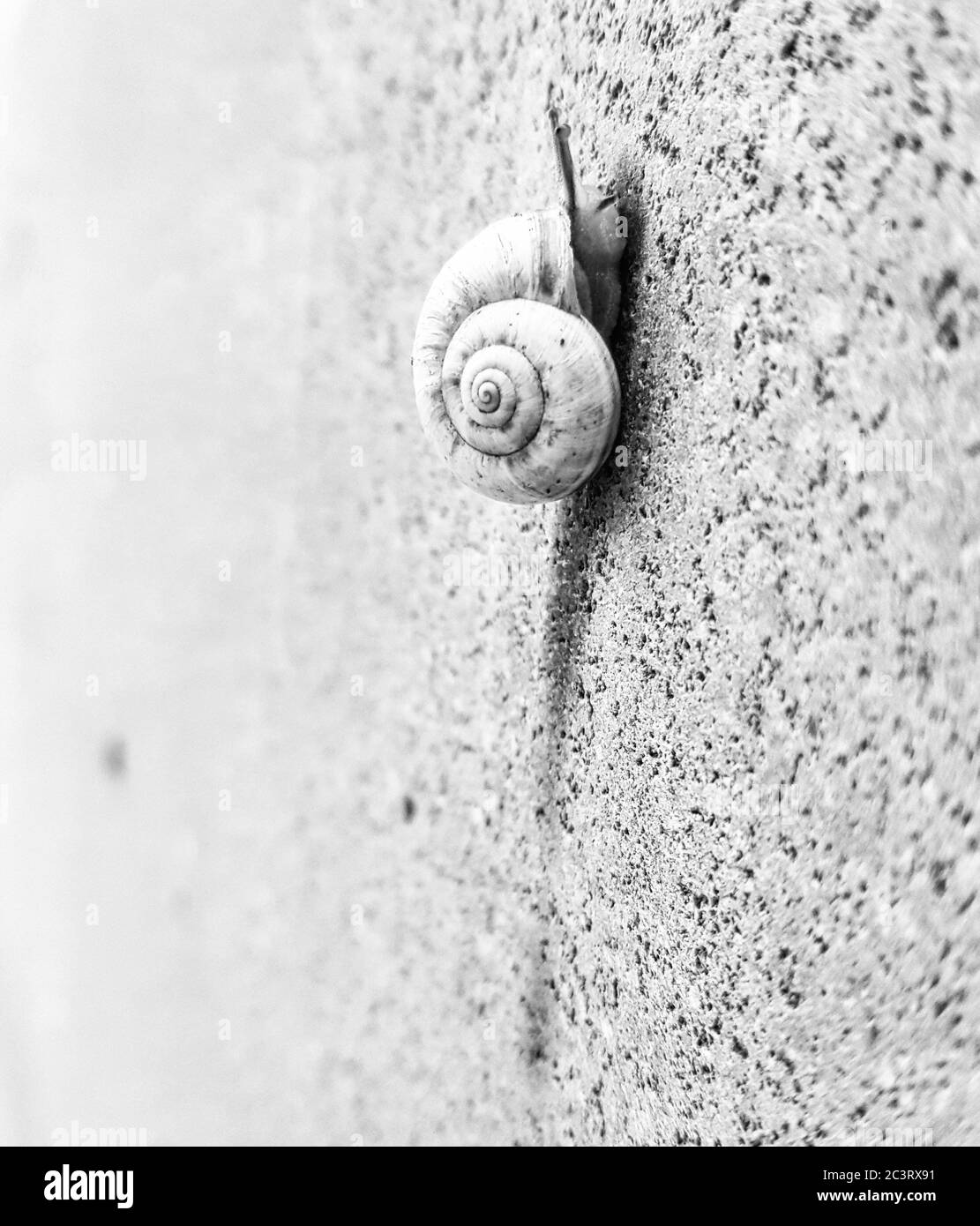 Insect climbing a wall Black and White Stock Photos & Images - Alamy