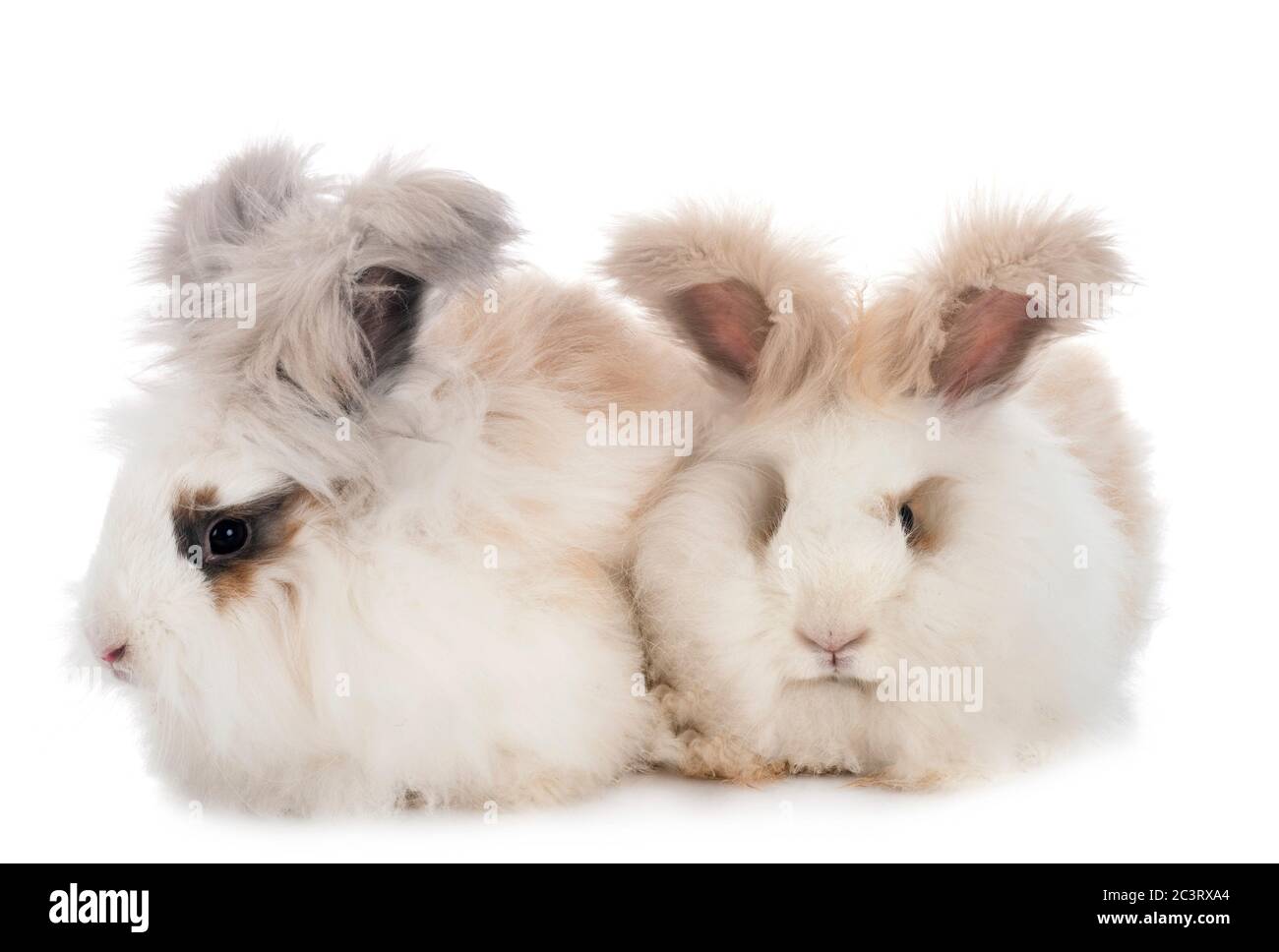 English Angoras in front of white background Stock Photo - Alamy