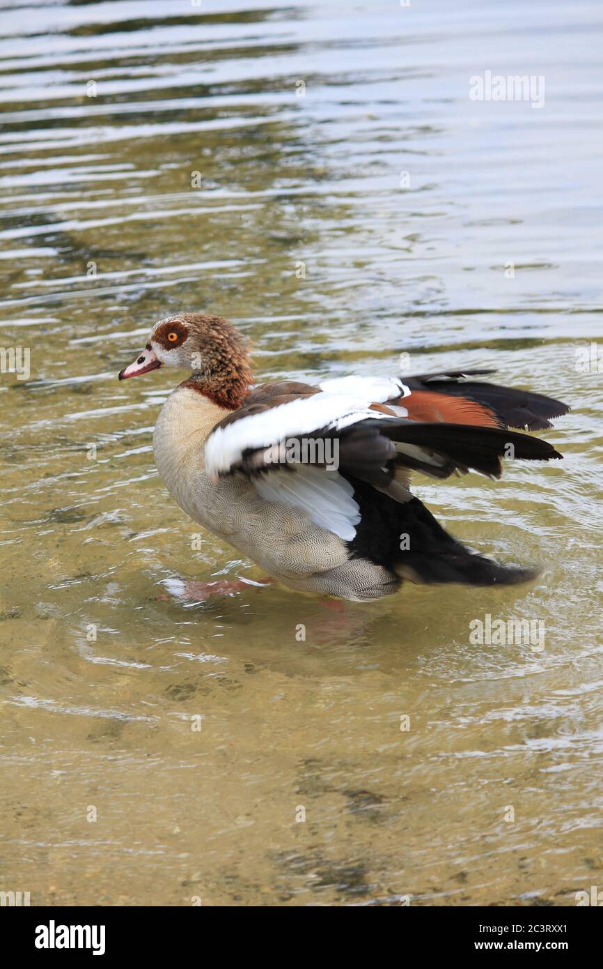Egyptian geese in the Netherlands Stock Photo - Alamy