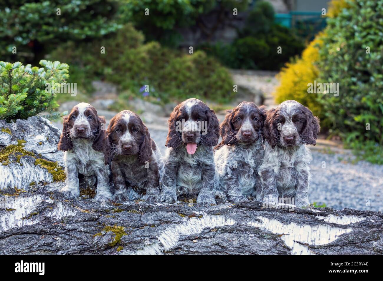 portrait of dog English Cocker Spaniel puppy family on birch tree trunk ...