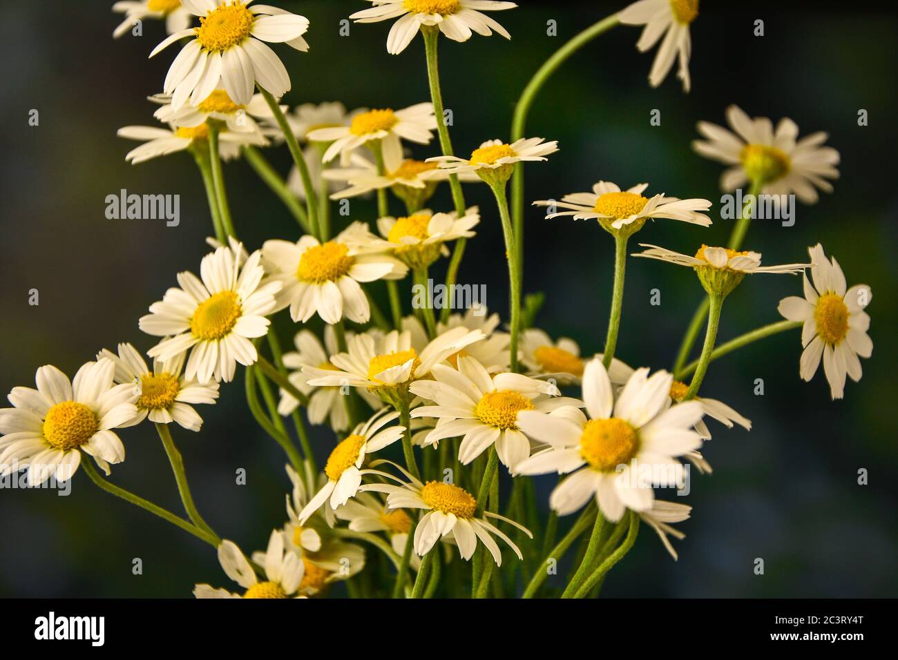 Gardening. Home. Daisy flower, chamomile. Matricaria Perennial ...