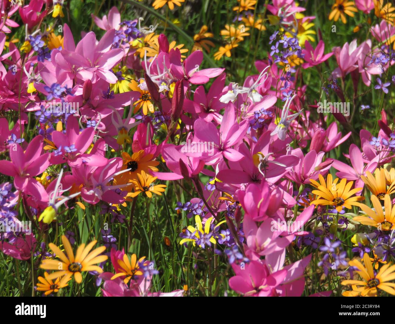 Wild flowers in namaqualand hi-res stock photography and images - Alamy