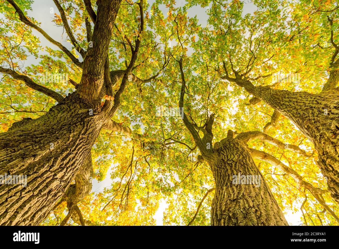 Autumn Trees. Fall seasonal low angle landscape view. Amazing sunlight ...