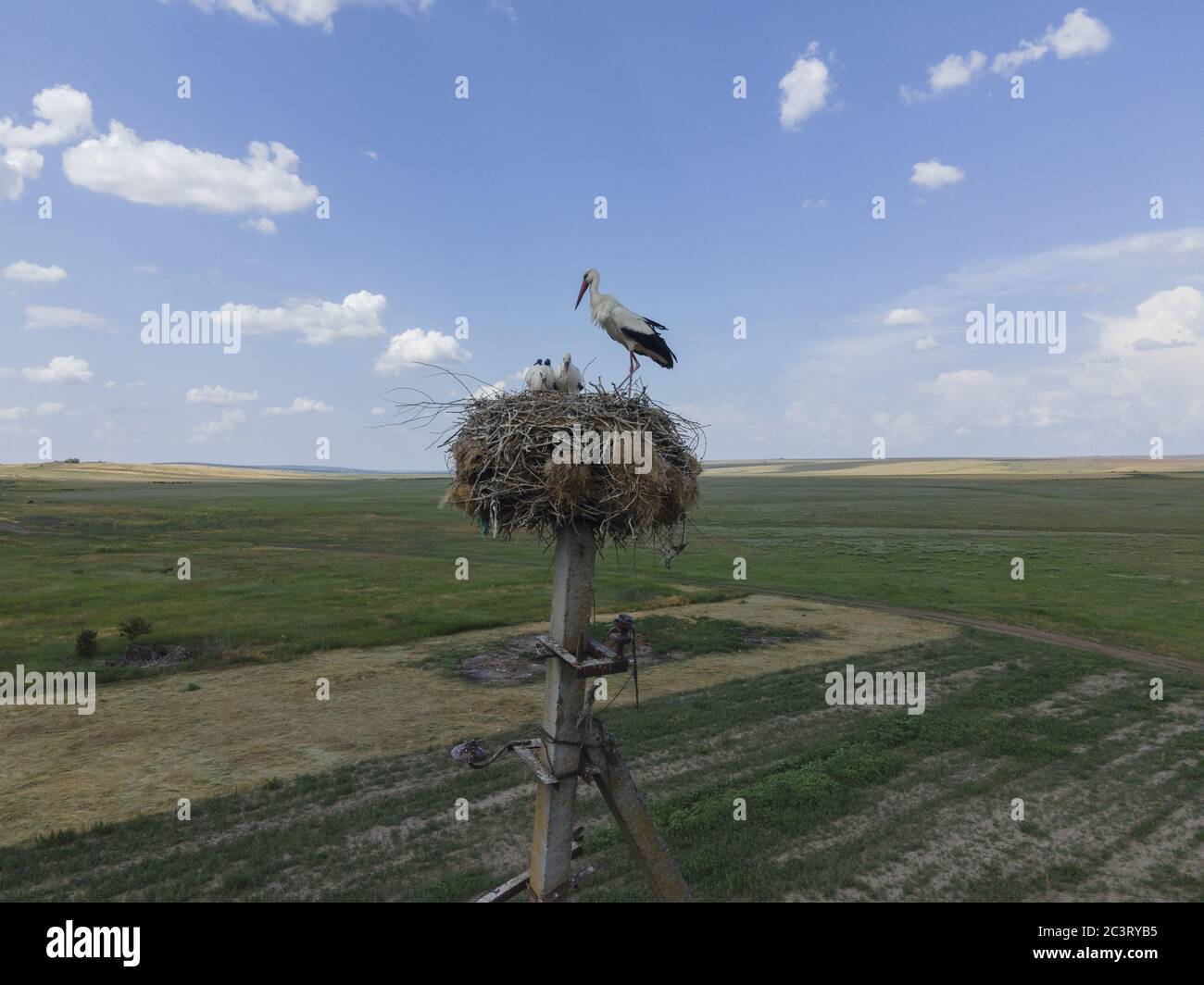 Aerial view of White stork with chicks in a nest on a pillar on blue ...