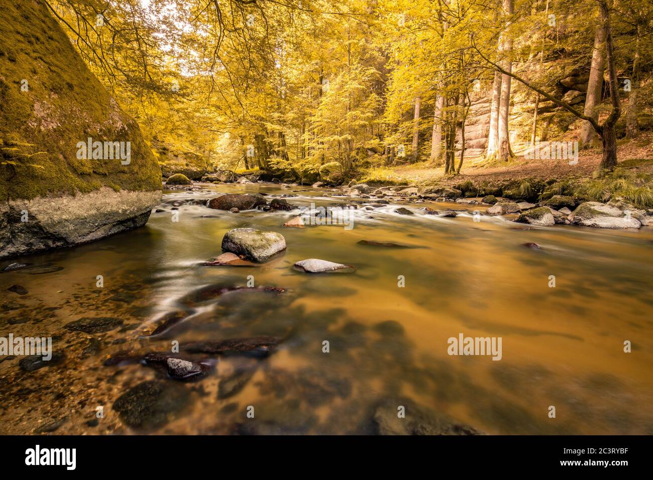 Autumnal forest, rocks covered with moss, fallen leaves. Mountain river ...