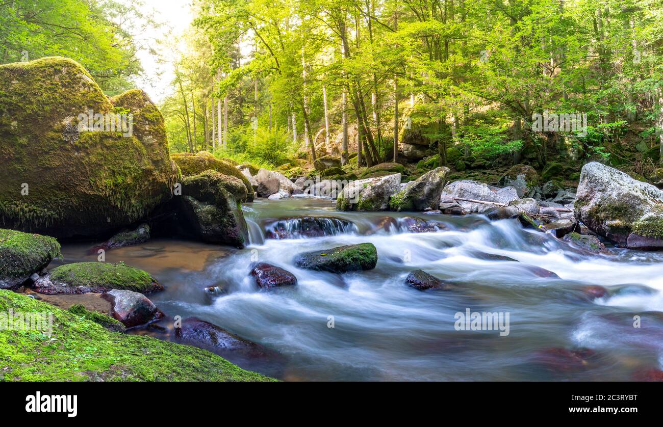 Peaceful Forest Background
