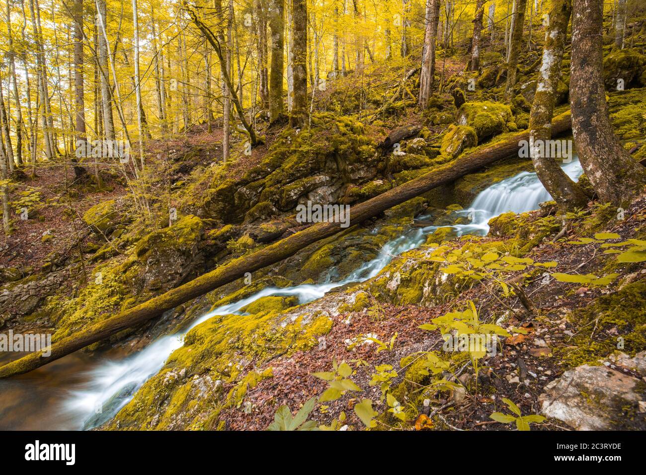 Autumnal forest, rocks covered with moss, fallen leaves. Mountain river ...
