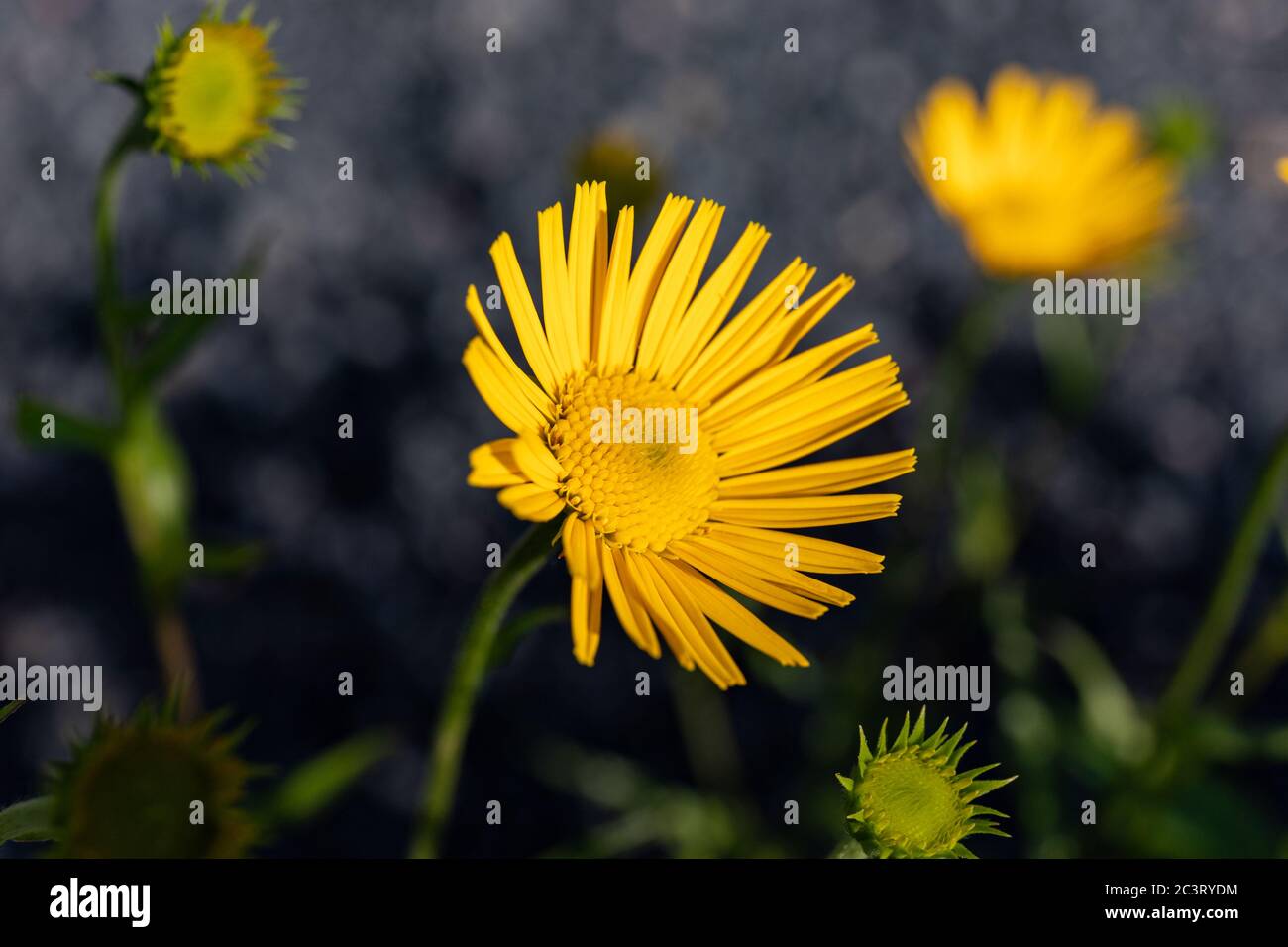 Types Of Yellow Flowers Names