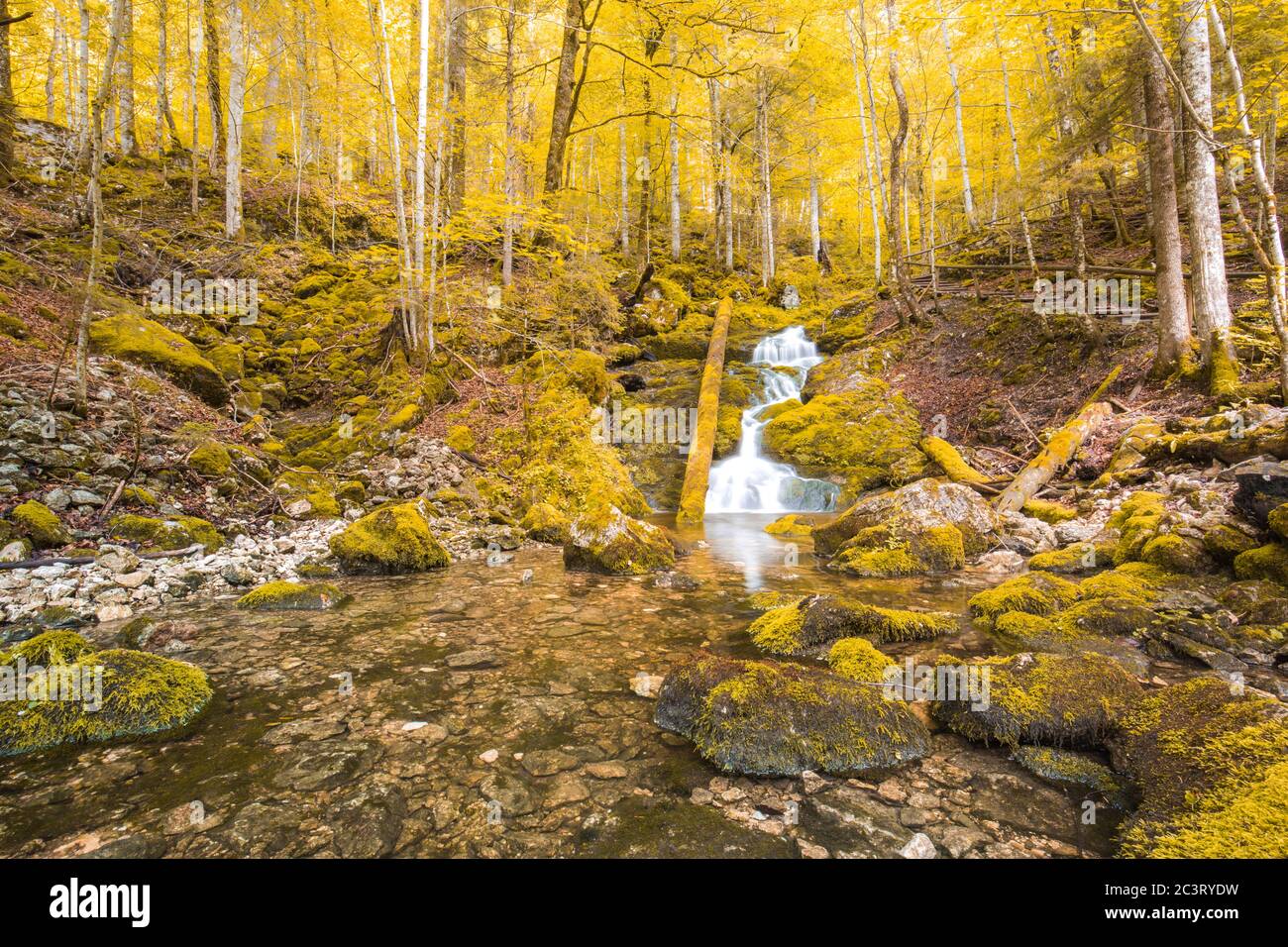 Autumnal forest, rocks covered with moss, fallen leaves. Mountain river ...