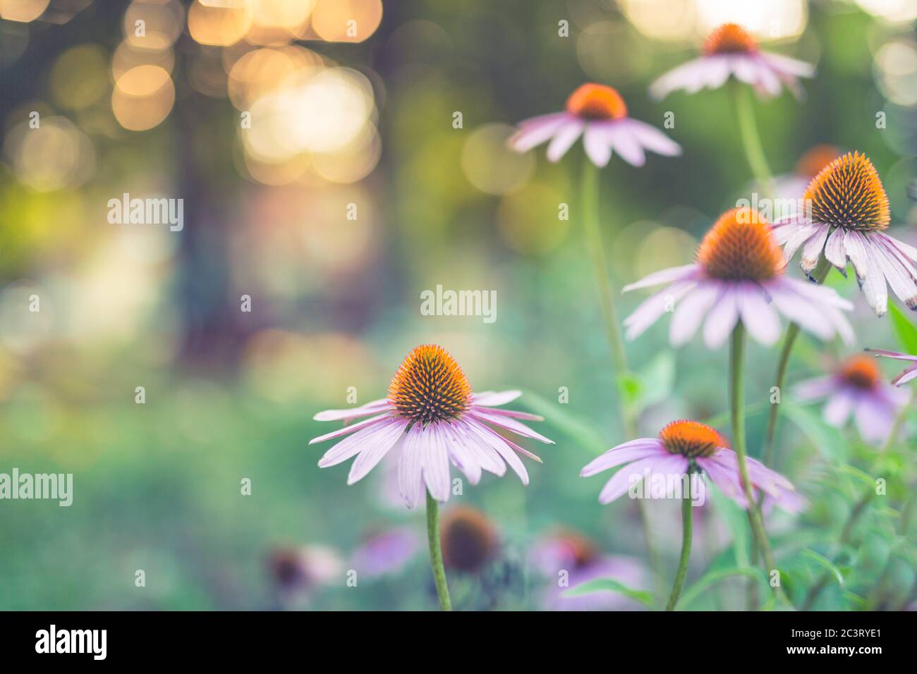 Meadow pink flowers hi-res stock photography and images - Alamy