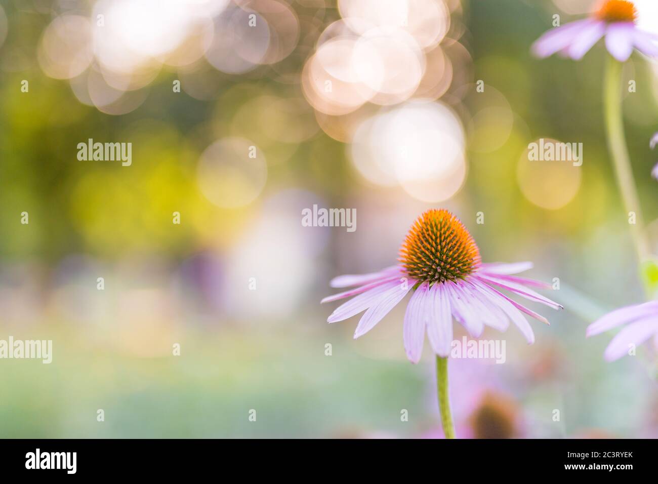 Meadow pink flowers hi-res stock photography and images - Alamy