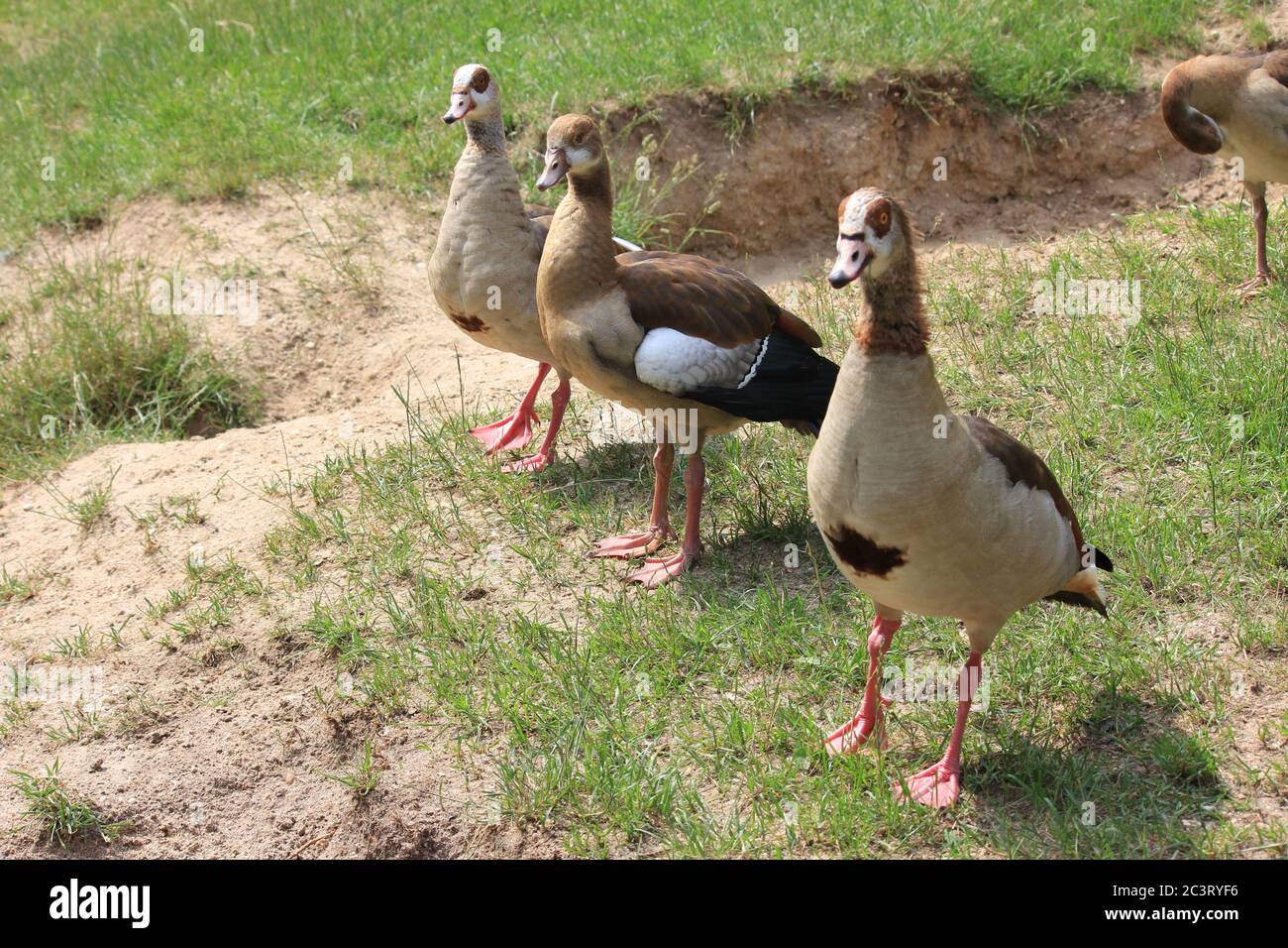 Egyptian geese in the Netherlands Stock Photo - Alamy