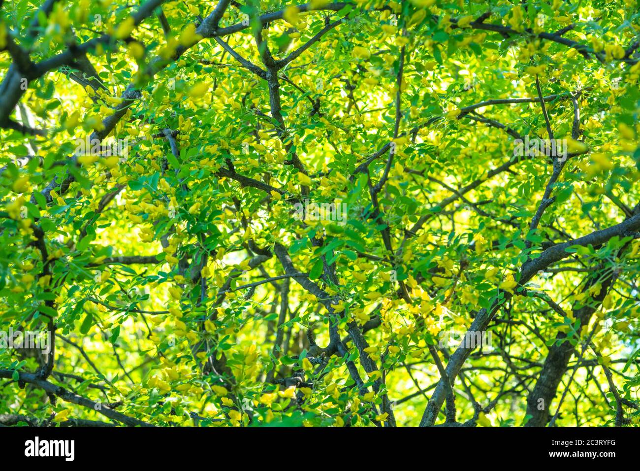 Karagan hi-res stock photography and images - Alamy