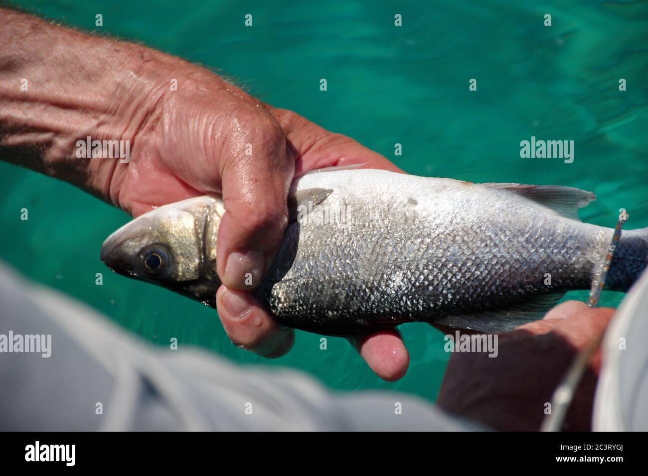 Hands holding fish hi-res stock photography and images - Alamy