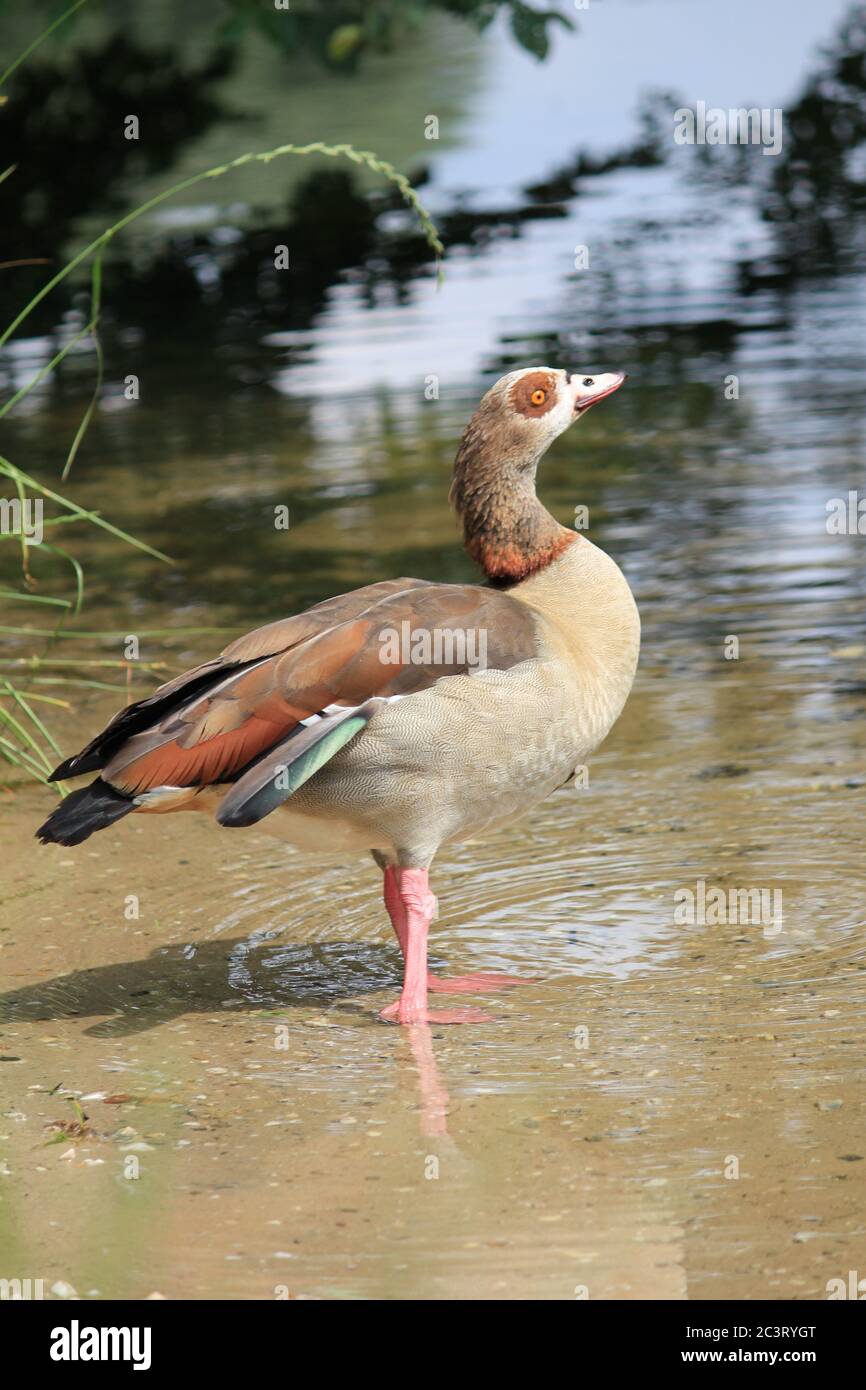 Egyptian geese in the Netherlands Stock Photo - Alamy