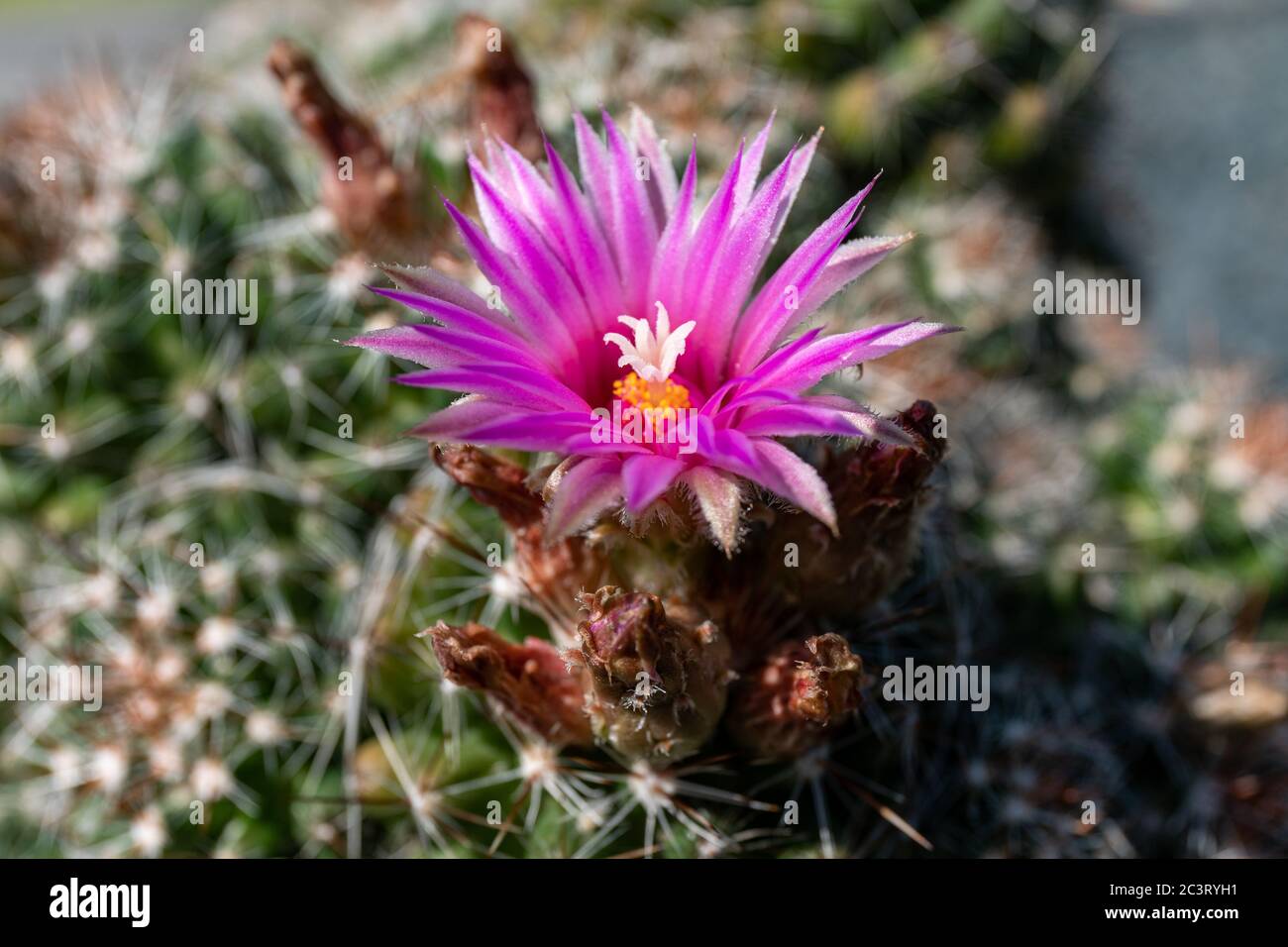 Flowering cactus Escobaria vivipara, also known as ball cactus ...