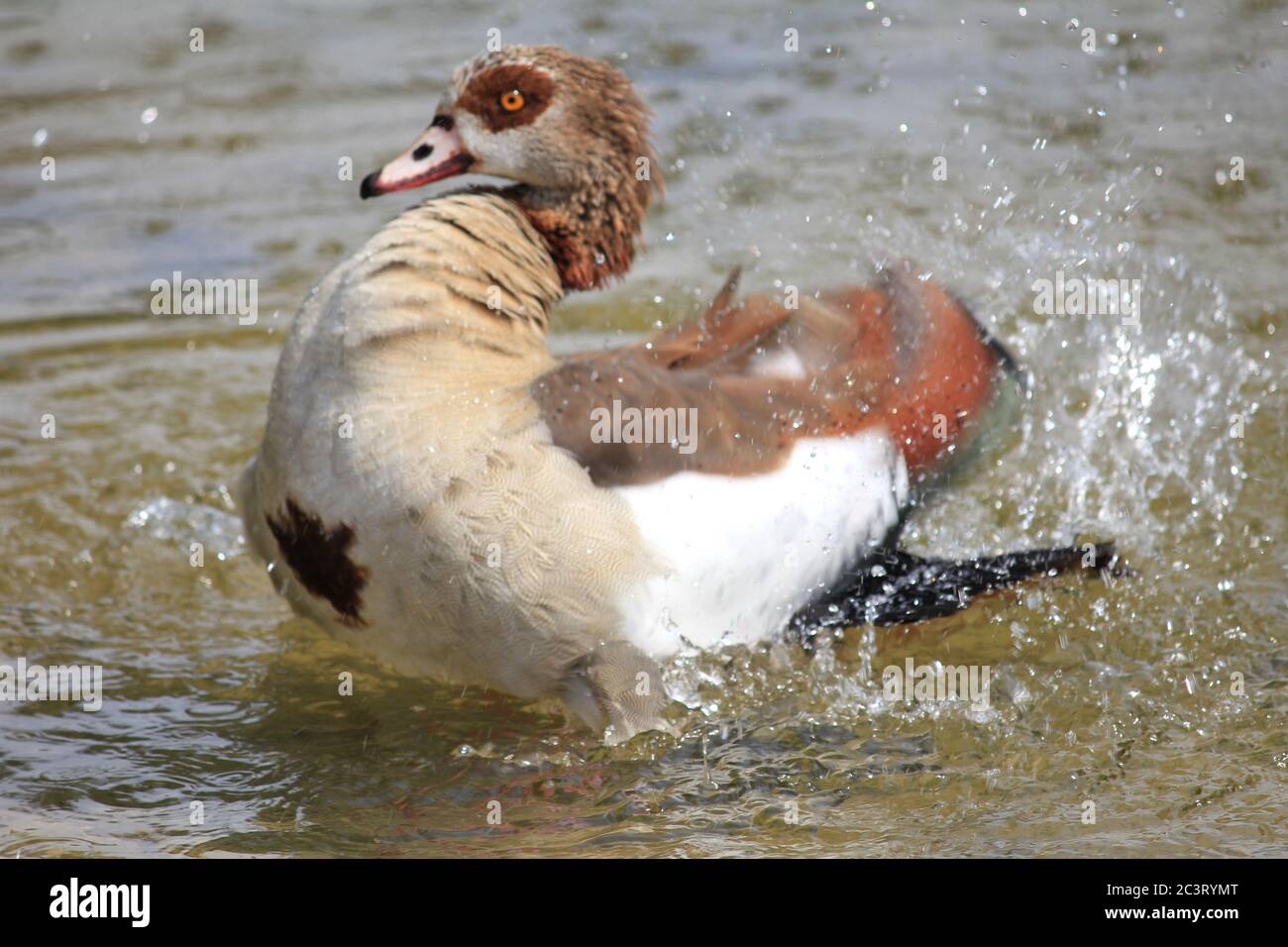 Egyptian geese in the Netherlands Stock Photo - Alamy