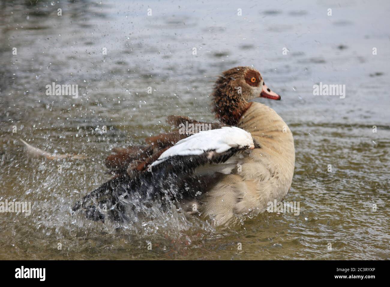 Egyptian geese in the Netherlands Stock Photo - Alamy