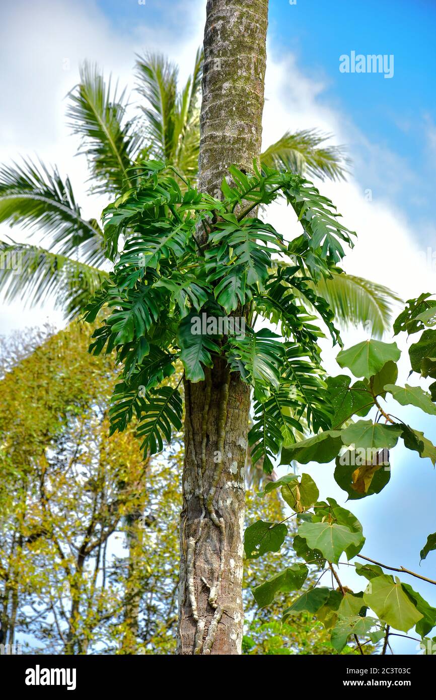 Green leaves of native Monstera (Epipremnum pinnatum) liana plant ...