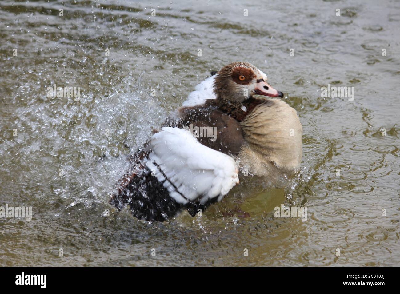 Egyptian geese in the Netherlands Stock Photo - Alamy