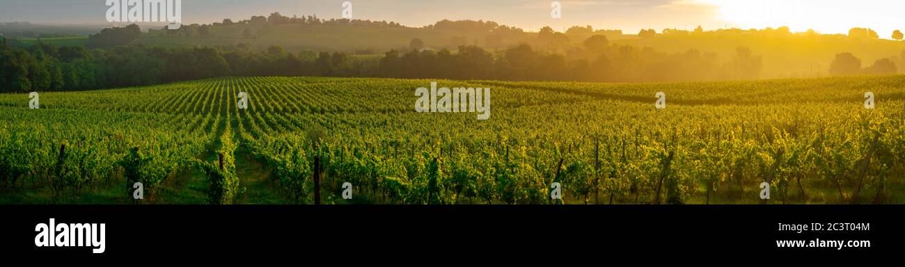 Sunset landscape, Bordeaux wineyard, Langoiran, france Stock Photo - Alamy