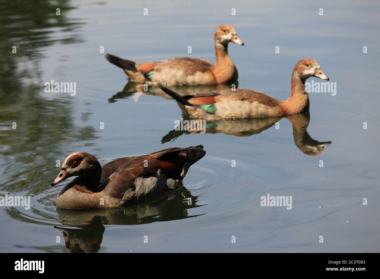 Egyptian geese in the Netherlands Stock Photo - Alamy